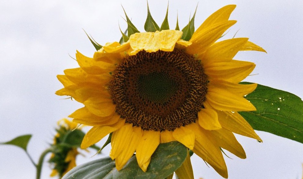 ME/CFS/Fibromyalgia and Cultivating Self-Compassion | ME/CFS Self-Help Guru